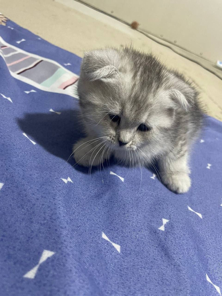 Шотланский вислоуха