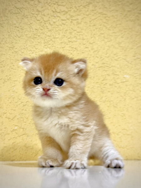 british golden shinshilla ny12 toza qon