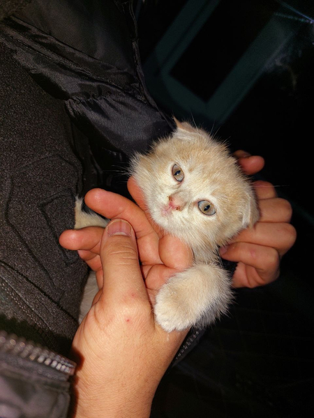 Продаётся котёнок