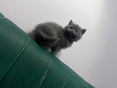 Британиский фолд