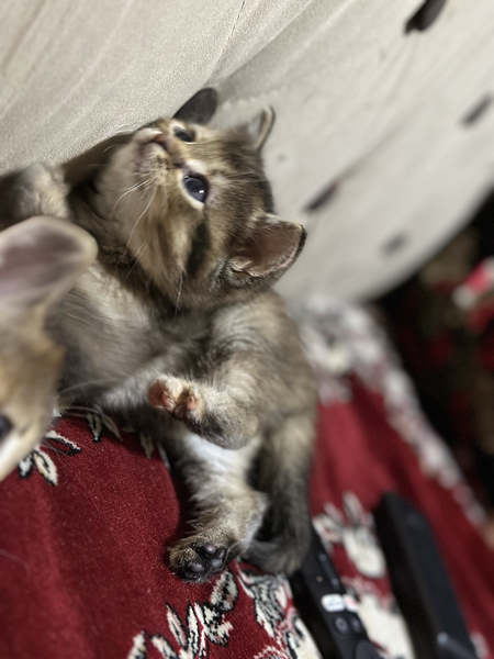 Котята девочки и мальчик