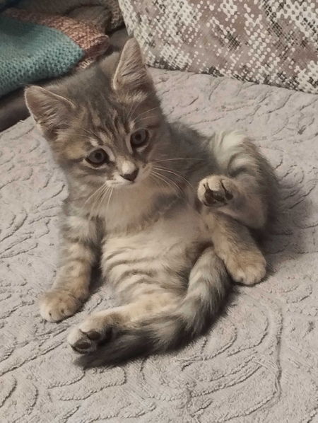 Симпатичный голубой котенок!!!