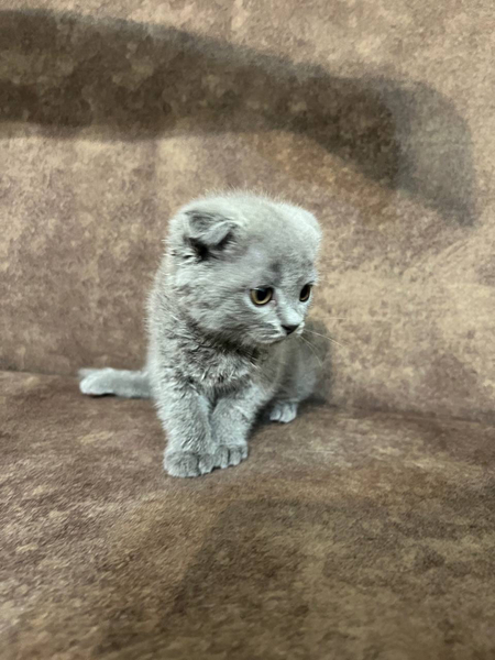 котята фолд и страйт