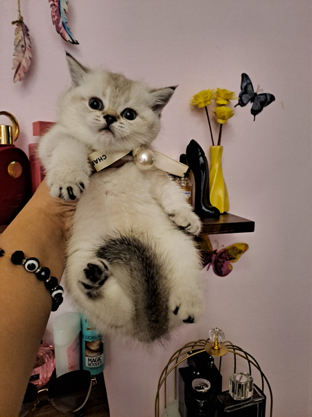 Продаётся шикарная девочка Скоттиш страйт серебристая шиншилла
