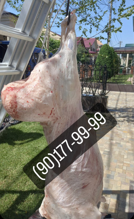 Қўй, қўчқор, калла поча, хасип