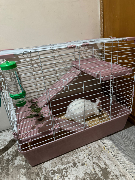 Продается кролик Хатот! Клетка в подарок!