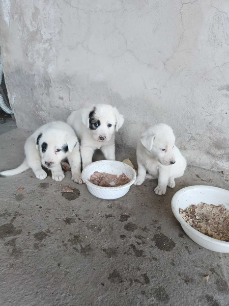 Щенки в добрые руки