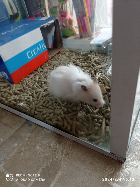 Oq xamyak sotiladi