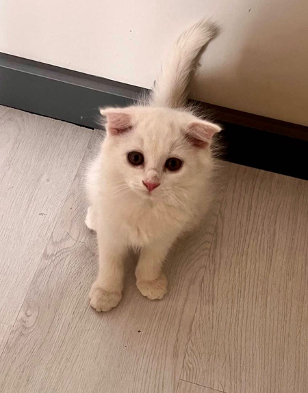 Продаются вислоухие котята