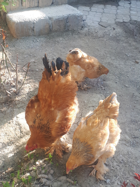 Brama tuxumlari.