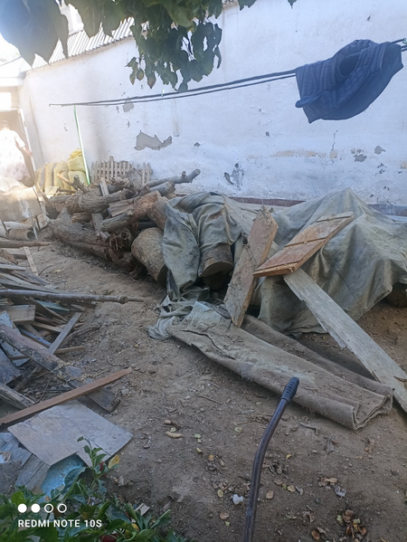 Tut daraxtining kundalari sotiladi