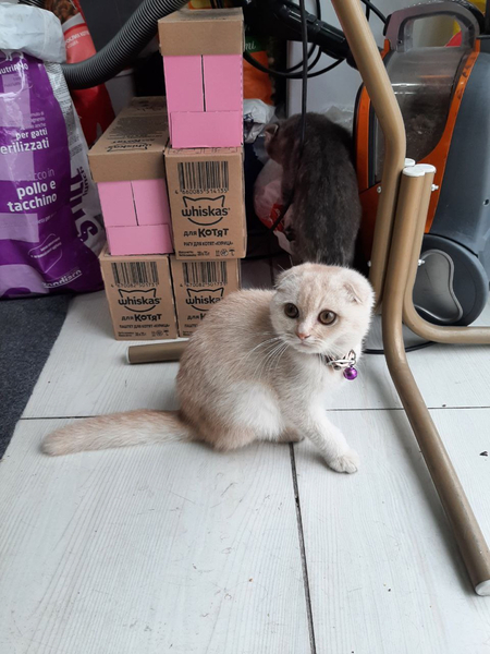 Шиншилла скотиш фолд
