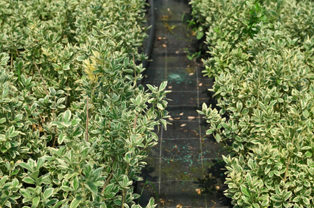 Бересклет японский \\\'Браво\\\' - Euonymus japonicus bravo