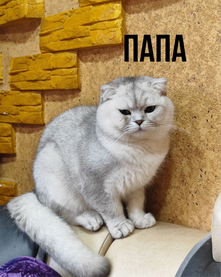 Котёнок мальчик девочка