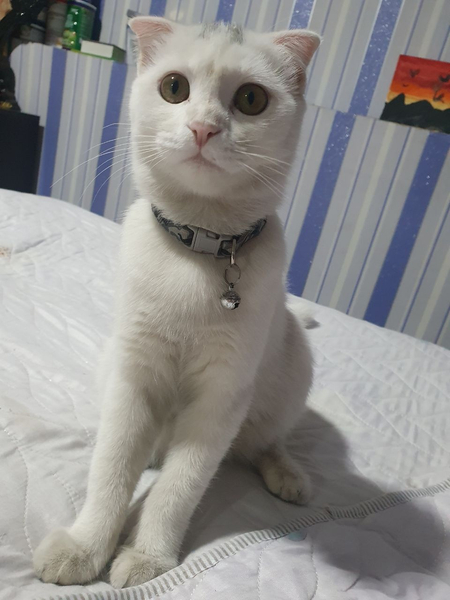 Scottish fold qiz Bola 6 oylik