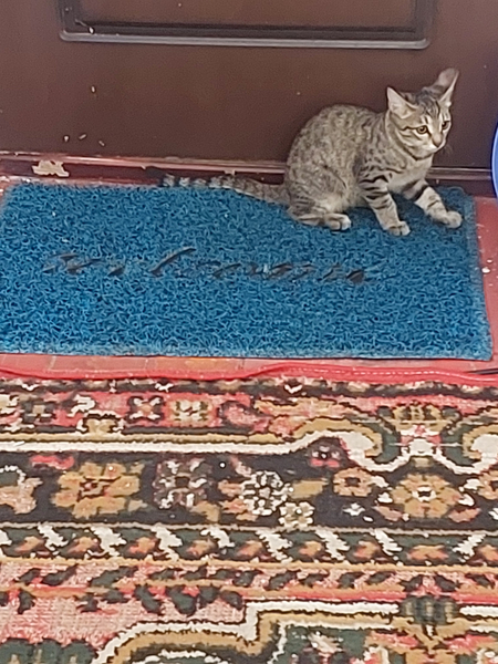 Mushuk yahshi boqilgan   ozini ovqati bn kotta qilingan