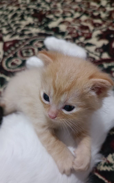Кошки смешанных породы