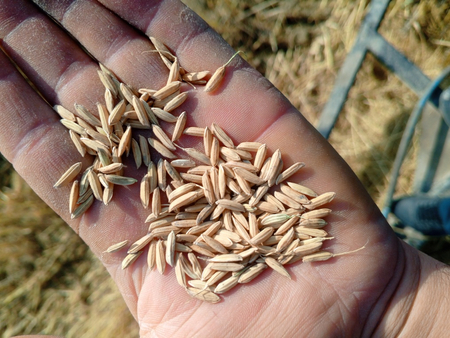 Sholi (Lazer)sotiladi