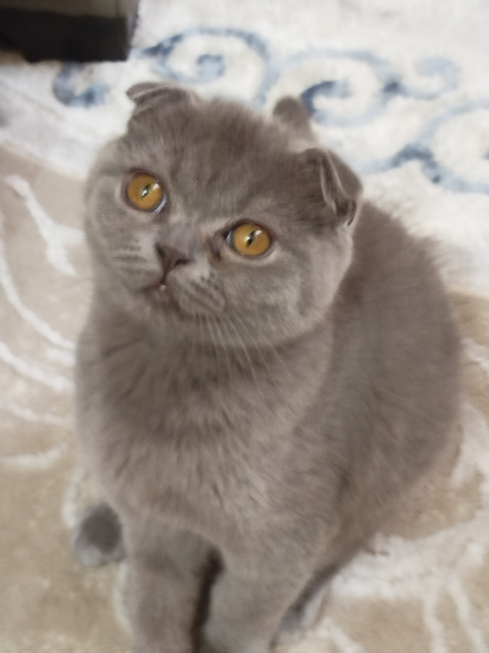 Продаются шикарные котята скоттиш фолд