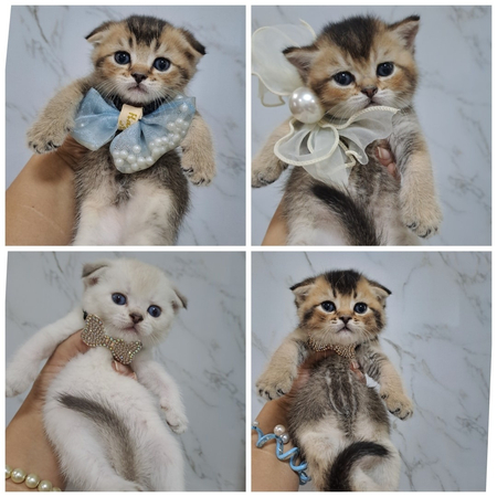 Продаются шикарные чистокровные котята Скоттиш фолд