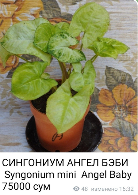 Продаются сингониумы
