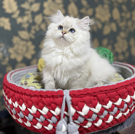Британская длинношерстная колорпоинт
