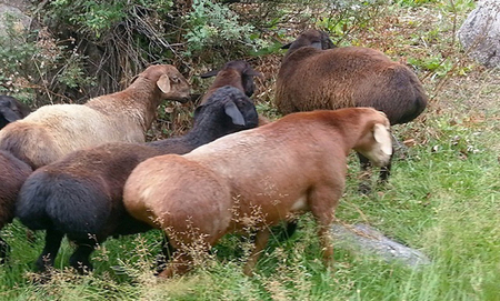 Halal meat service ishonchli halol boqilgan qo’chqorlar