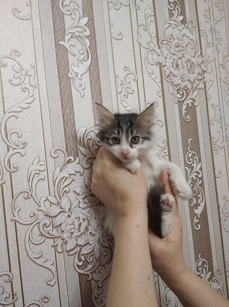 Пристрою котят в добрые и хорошие ручки!!!