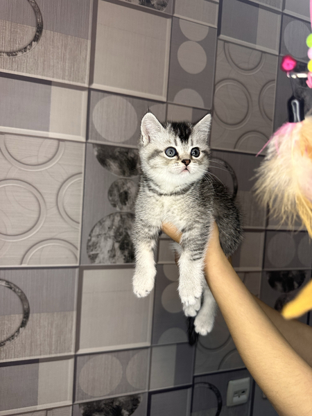 Скотиш страйт скотиш фолд