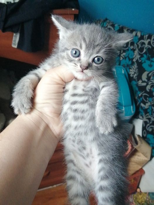 Продаются котята.
