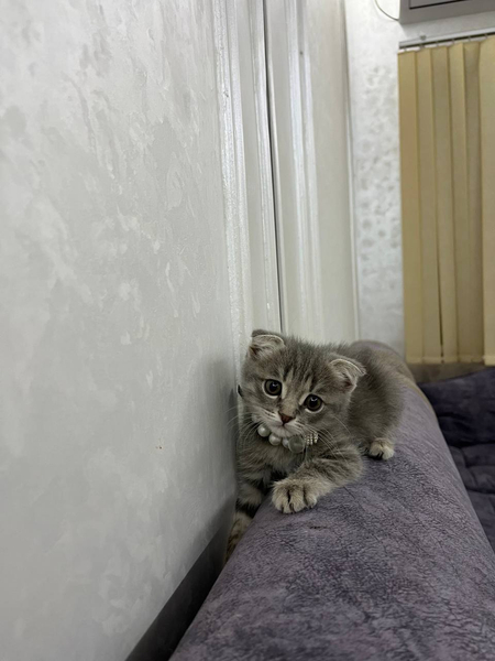 Продаётся котенок девочка 1.5 месяца