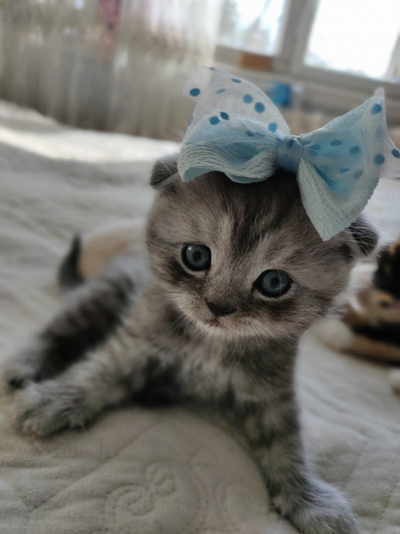 Продаются котята