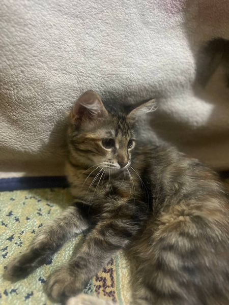 Котенок(девочка)