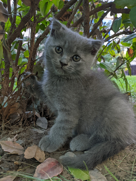 Ласковые котята ждут своих хозяев