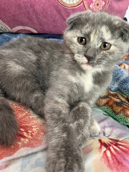 Милые вислоухие котята