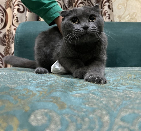 Кошк мальчик 2 йош