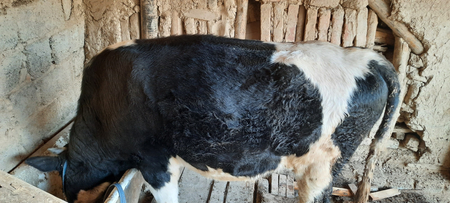 Buaqala sotiladi soglom yahshi