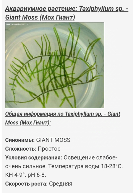 Мох аквариумный Гигант.