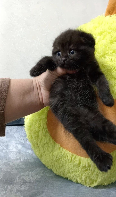 Продаётся кот фолд