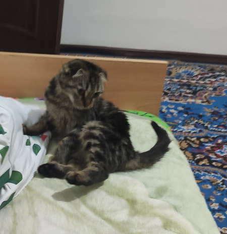 кошечк пародистая  4 месяца