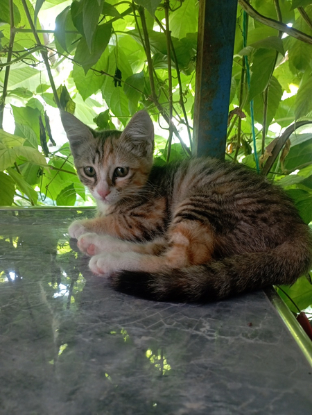 Отдадим в добрые руки котенка