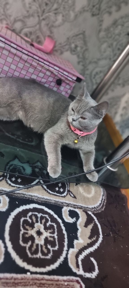 Мушук сотилади. Скоттиш страйт
