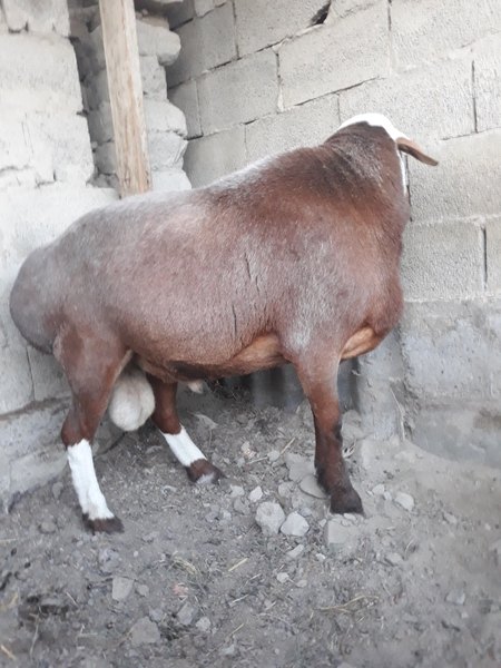 Hisori qo'chqor sotiladi