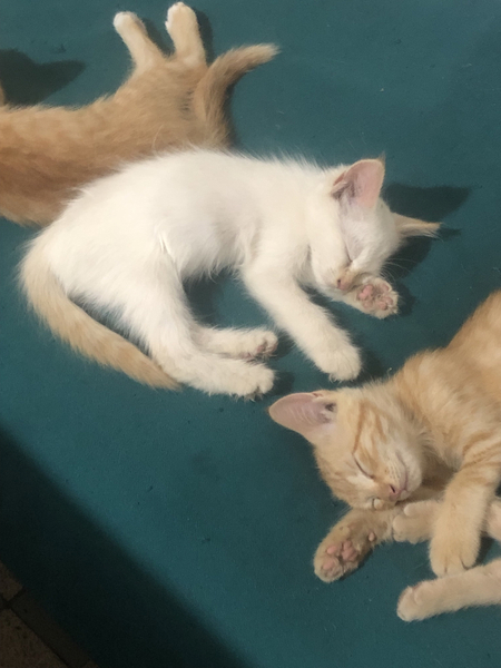Котята :ночка,левушка,снежок,тигренок,дымка:только ночка девочка!