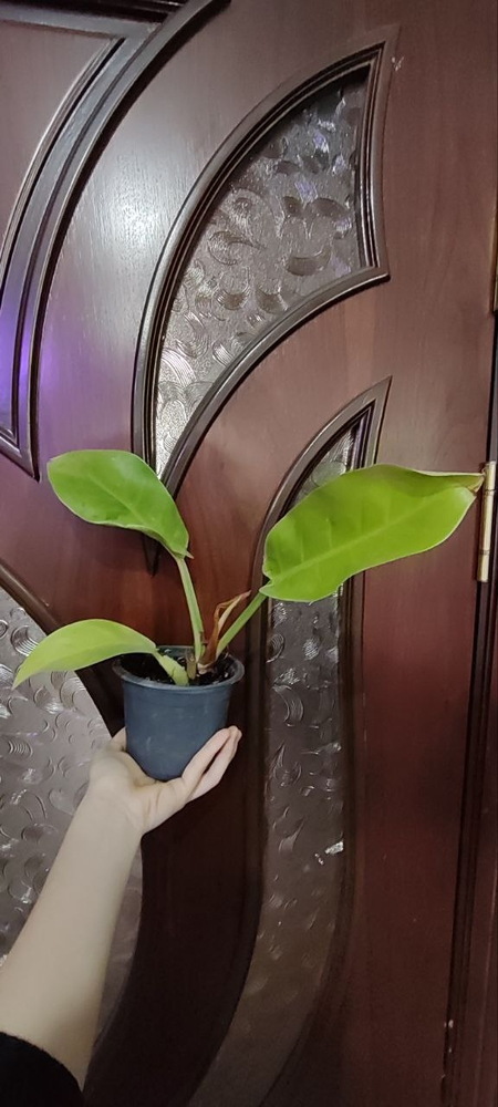 Продаю разных сорт филодендрона