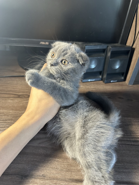 Skottish fold /Скотиш фолд