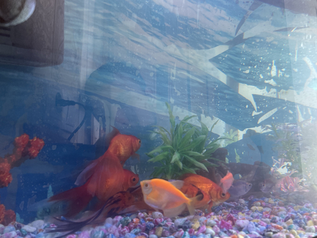 Akvarium va baliqla sotiladi