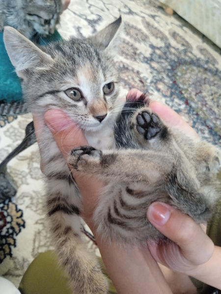 4 ta mushuk tekinga beriladi