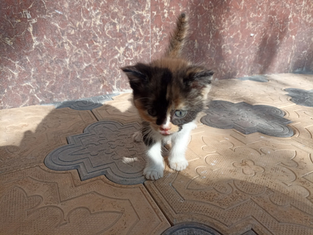 Продается кошки британский короткий шерстяная