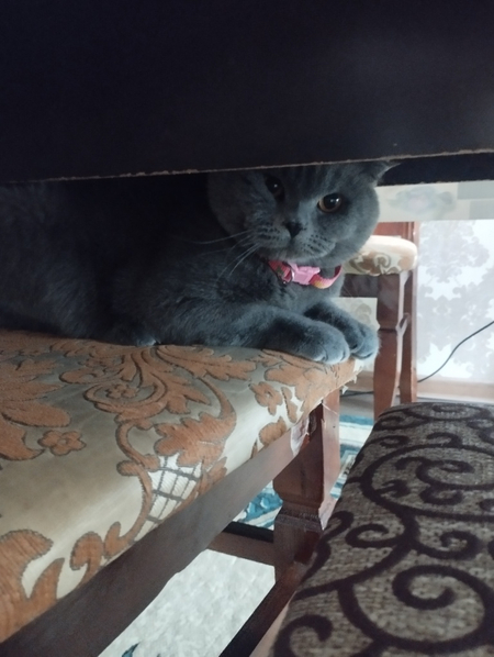 Mushuk, scottish fold